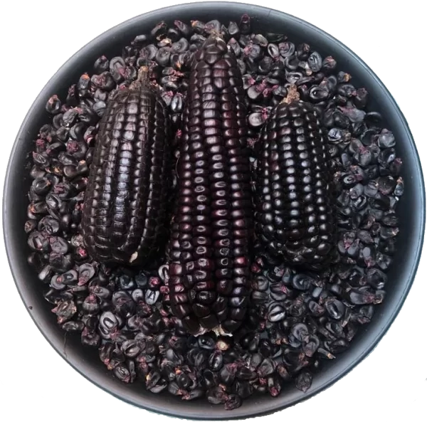 Mazorca Morada Peruana Auténtica Cosechada En Oaxaca